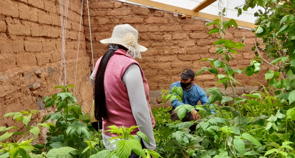 Sales de Jujuy S.A: UNIDADES DE PRODUCCIÓN DE ALIMENTOS FAMILIARES EN ...